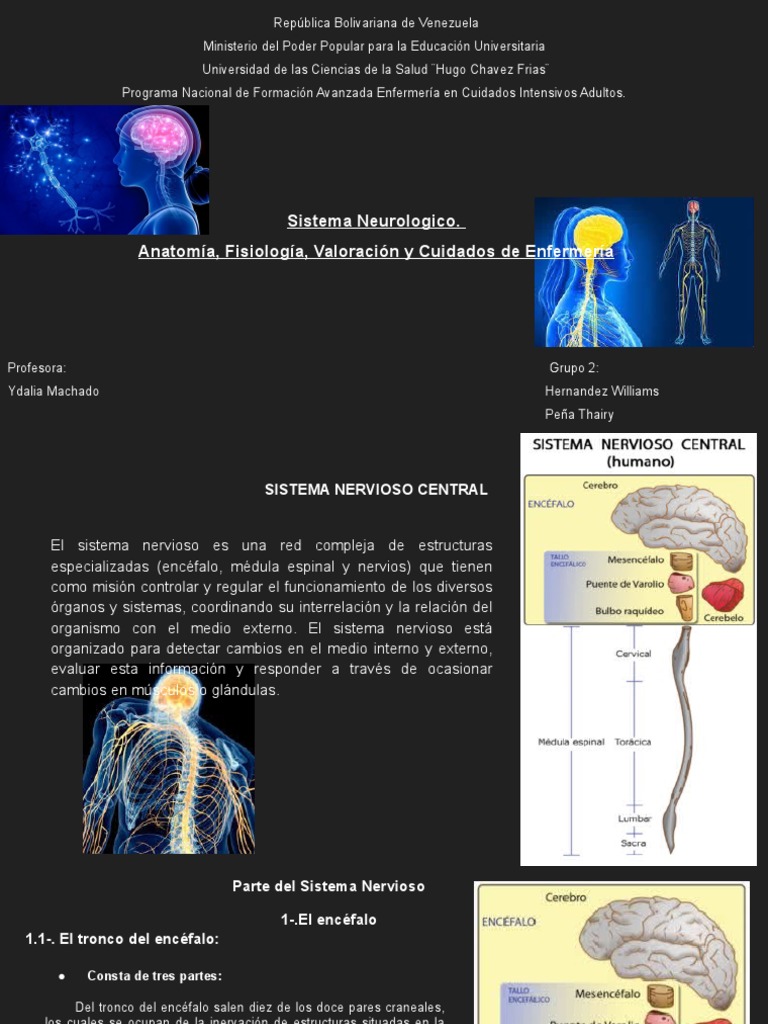 Sistema Neurologico | PDF | Cerebro | Cerebelo