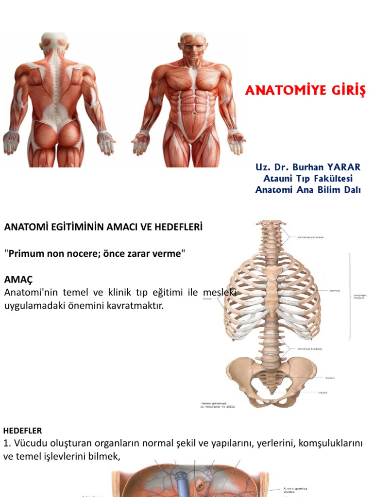 Ders - 1 (Anatomiye GiriÅ ) | PDF