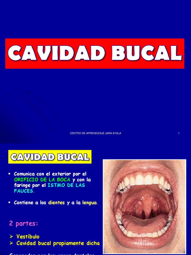 Anatomía de la cavidad bucal y el velo del paladar | PDF | Boca | Lengua