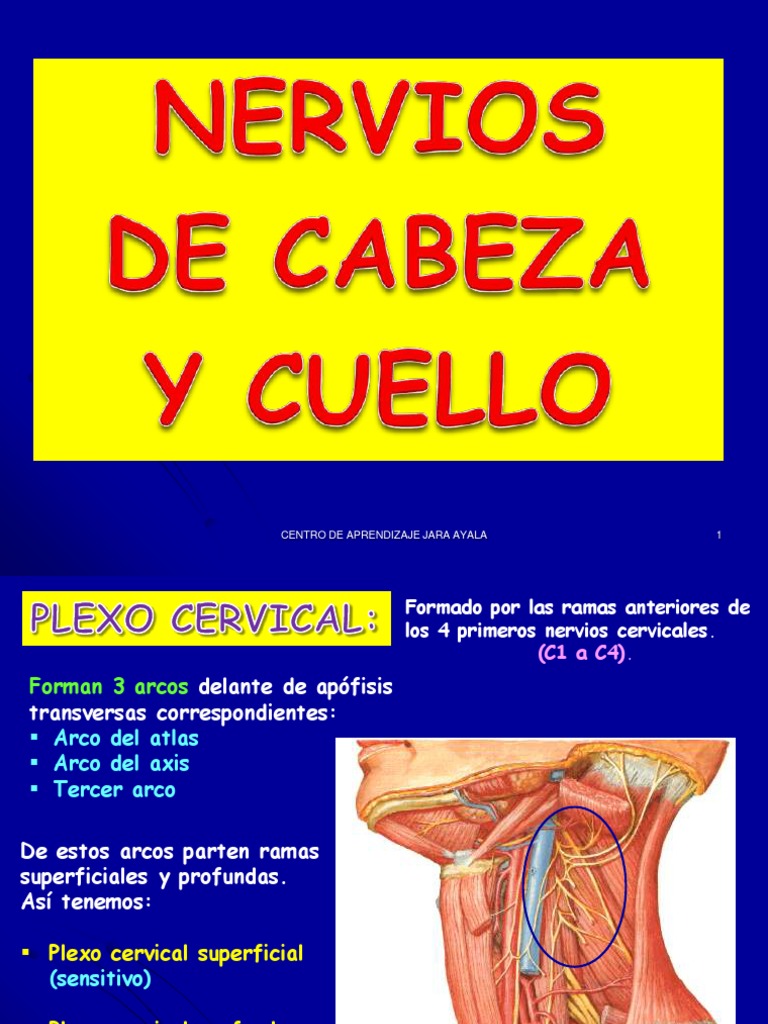 Nervios de Cabeza y Cuello | PDF | Sistema musculoesquelético ...
