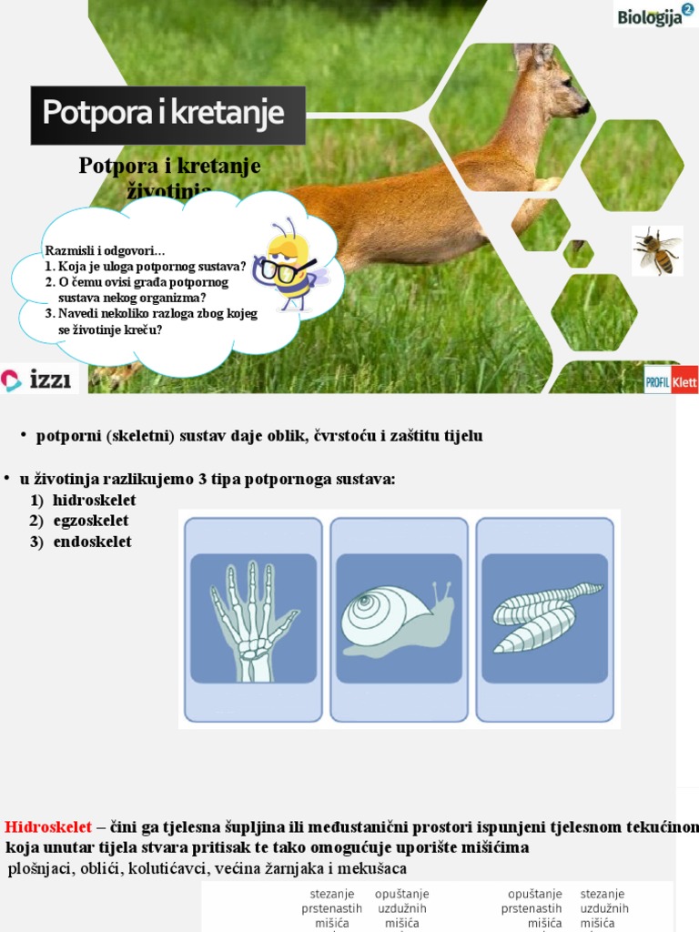 5.1. Potpora I Kretanje Zivotinja | PDF