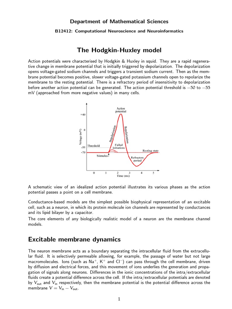 The Hodgkin-Huxley Model | Download Free PDF | Action Potential ...