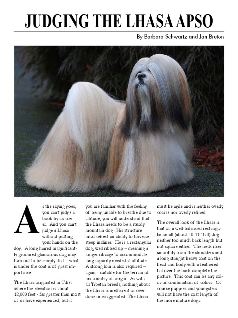 Judging The Lhasa Apso Pdf Dogs Subspecies Of Canis Lupus