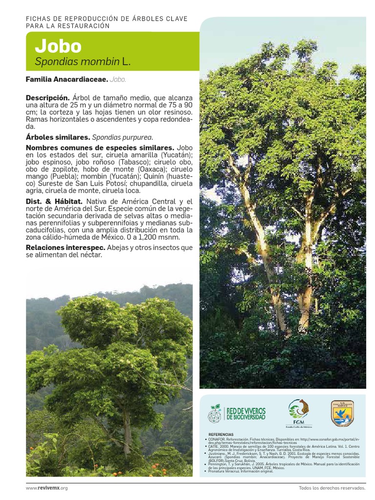 FichaPropagacion F1 Spondias Mombin Jobo v2 | PDF | Botánica | Plantas