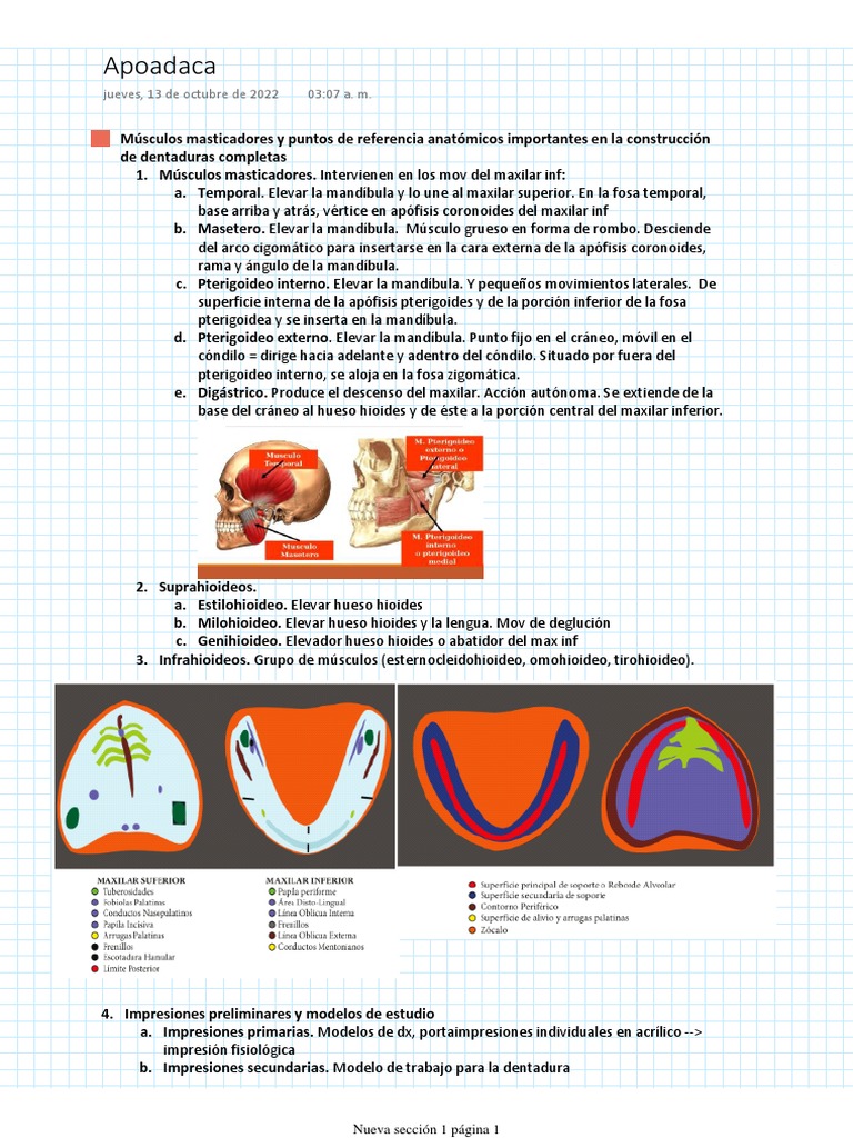 Resumen Paciente Edéntulo | PDF | Cabeza y cuello humanos | Anatomía humana