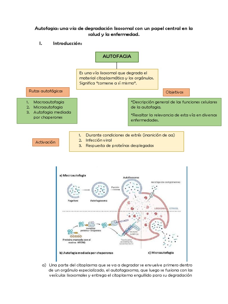 Autofagia | PDF | Citoplasma | Autofagia