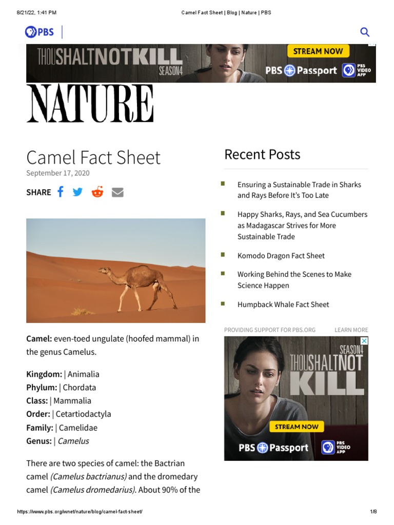 Camel Fact Sheet - Blog - Nature - PBS | PDF | Camel | Organisms
