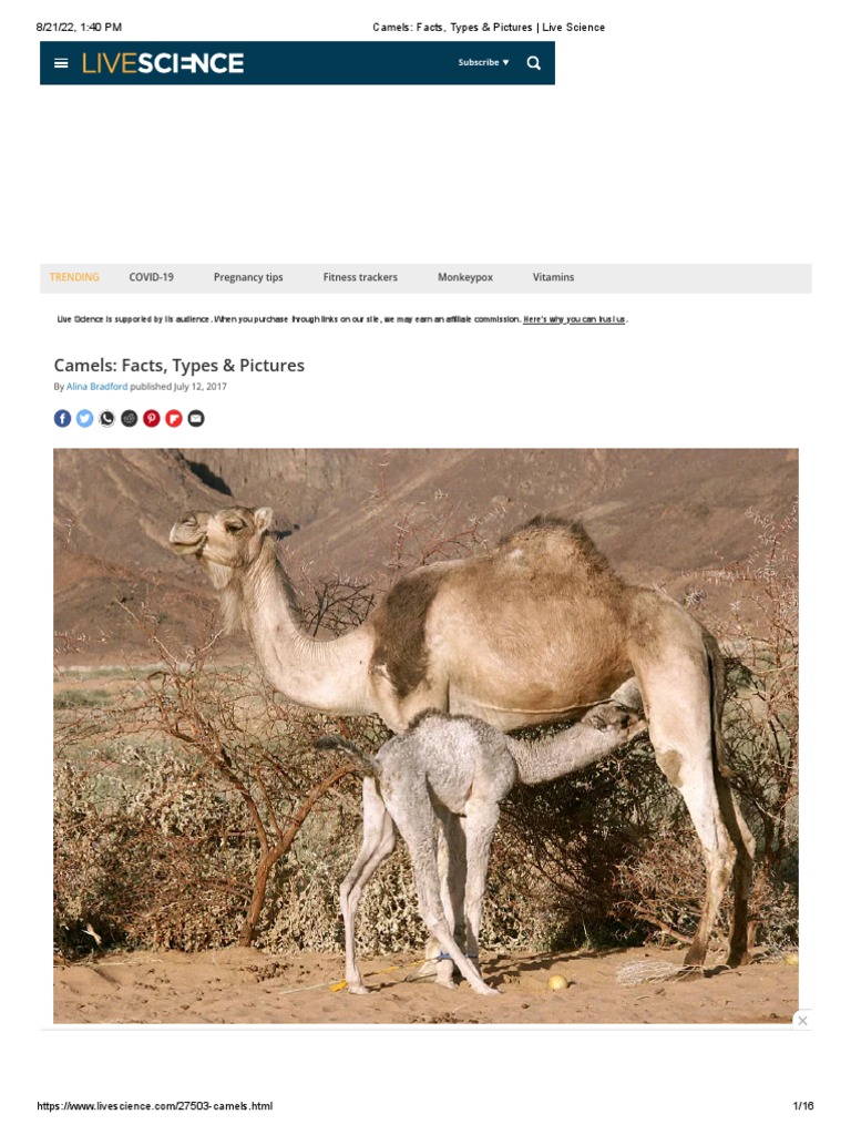 Camels - Facts, Types & Pictures - Live Science | PDF | Camel