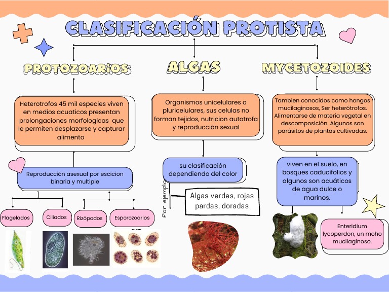 Gráfico Tabla Comparativa de Cinco Ideas o Bloques Creativo Multicolor | PDF | Algas | Protozoos