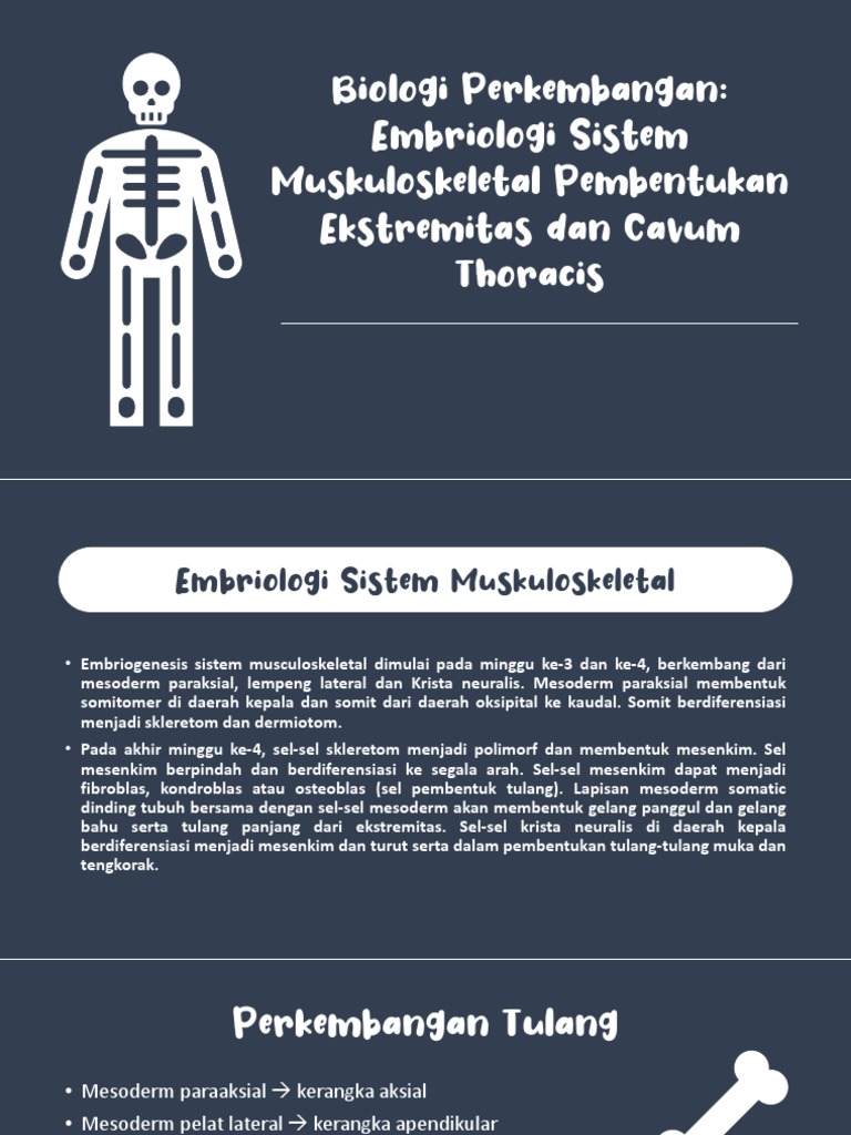 Biologi Perkembangan Embriologi Sistem Muskuloskeletal Pembentukan ...