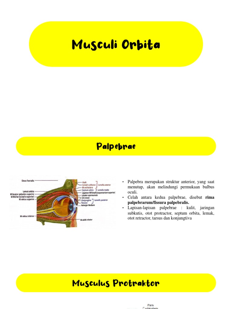 STRUKTUR DAN FUNGSI PALPEBRA DAN MUSKULUS ORBITA | PDF
