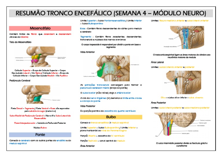 Resumão Tronco Encefálico | PDF | Neurociência | Anatomia humana