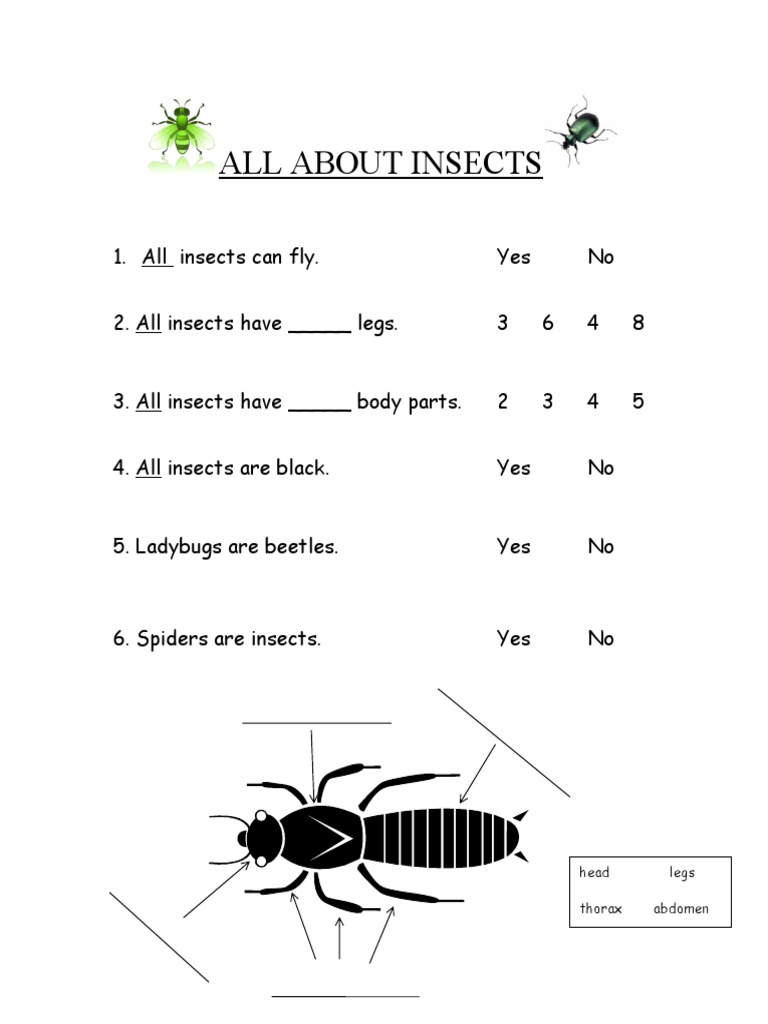 I Know Alot About Insects | PDF