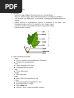 Leaf Nomenclature Cards | PDF