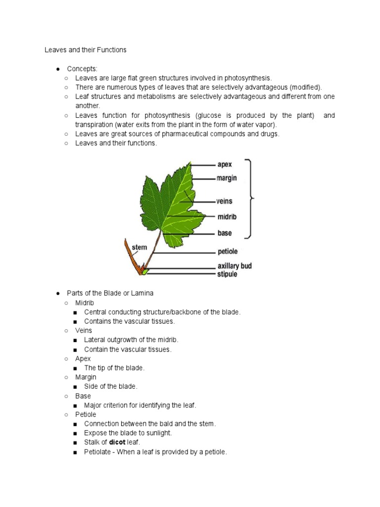 Botany - Leaves and Their Functions | PDF | Leaf | Tissue (Biology)