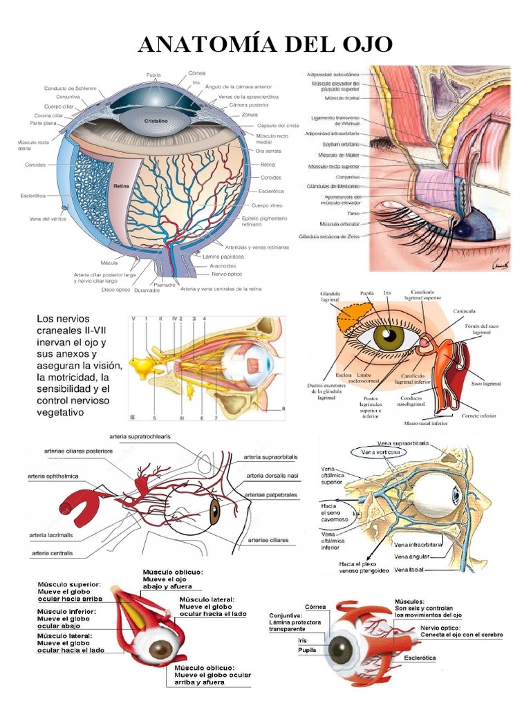 Anatomía Del Ojo | PDF