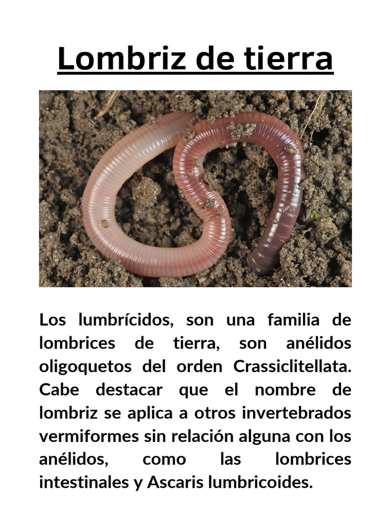 Lombriz de Tierra | PDF