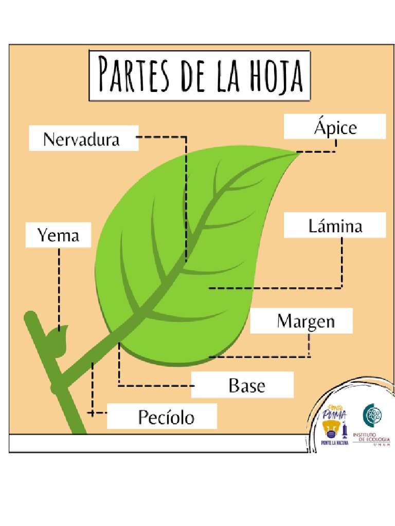 Partes de Una Hoja | PDF