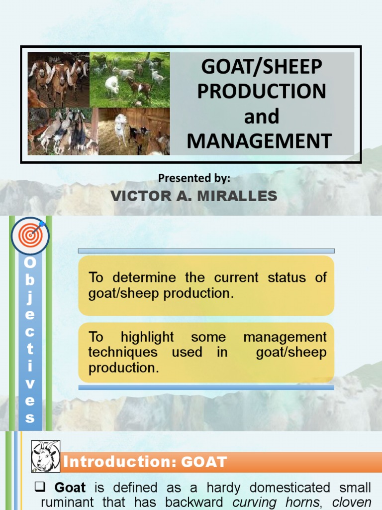 Goat or Sheep Production and Management | PDF | Goat | Sheep