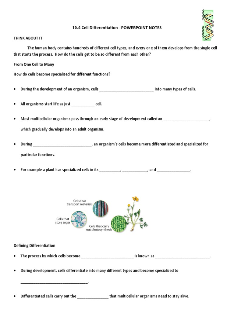 Cell Differentiation Exercises 10.4 | PDF | Stem Cell | Developmental ...