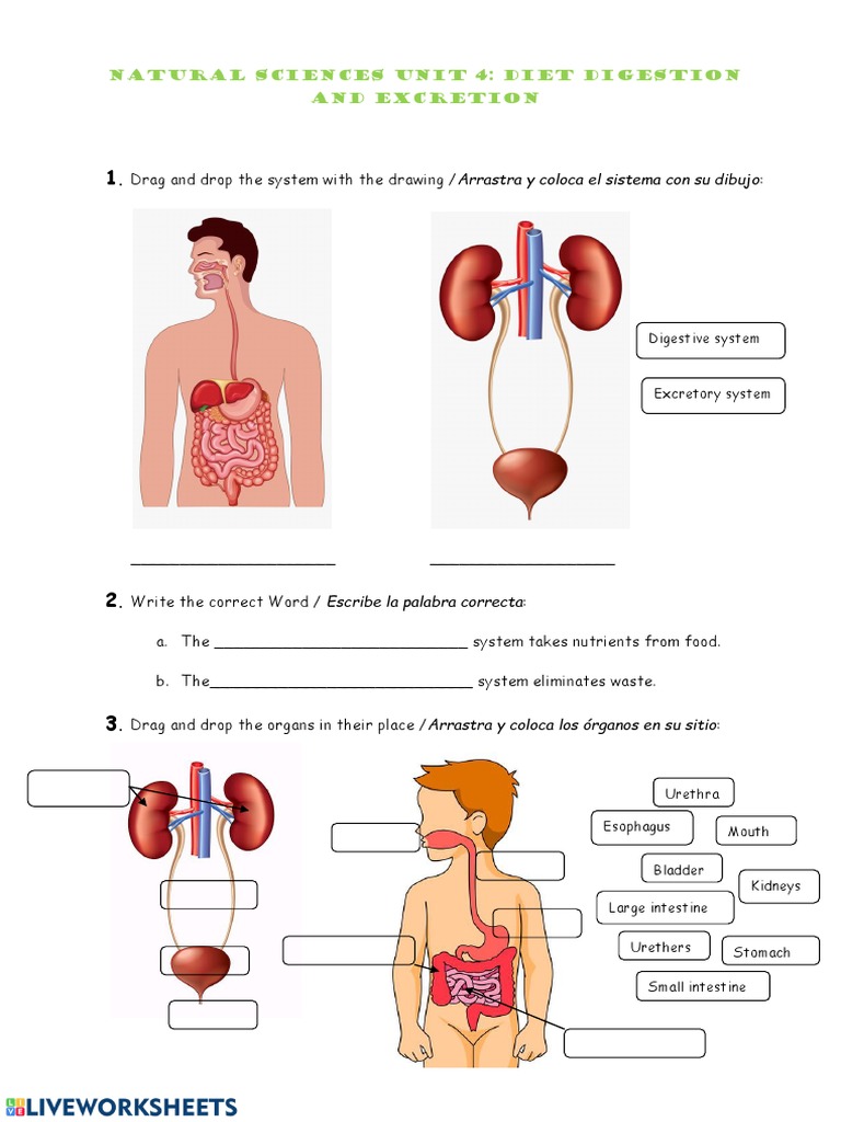 Diet Digestion and Excretion | PDF