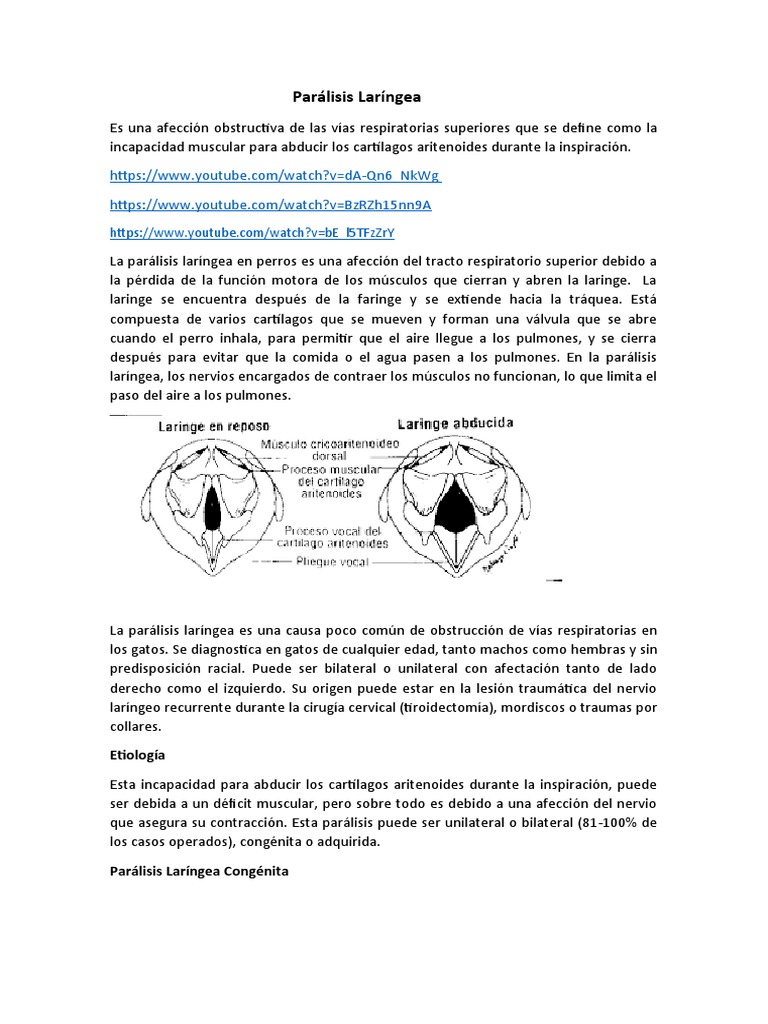 Parálisis Laríngea y Colapso Traqueal | PDF | Tos | Sistema respiratorio