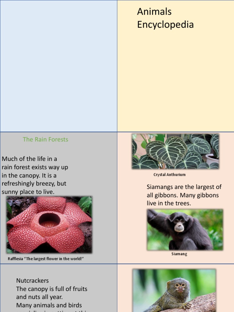 The Animal Encyclopedia | PDF