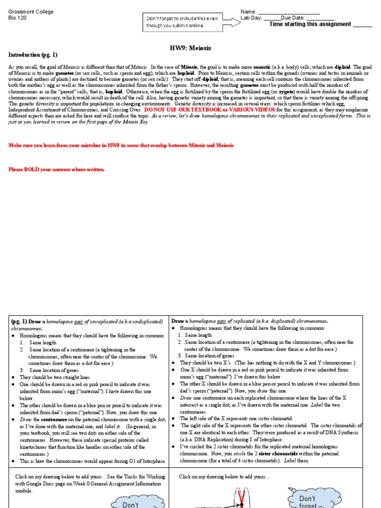 HW9 Meiosis | PDF | Meiosis | Ploidy