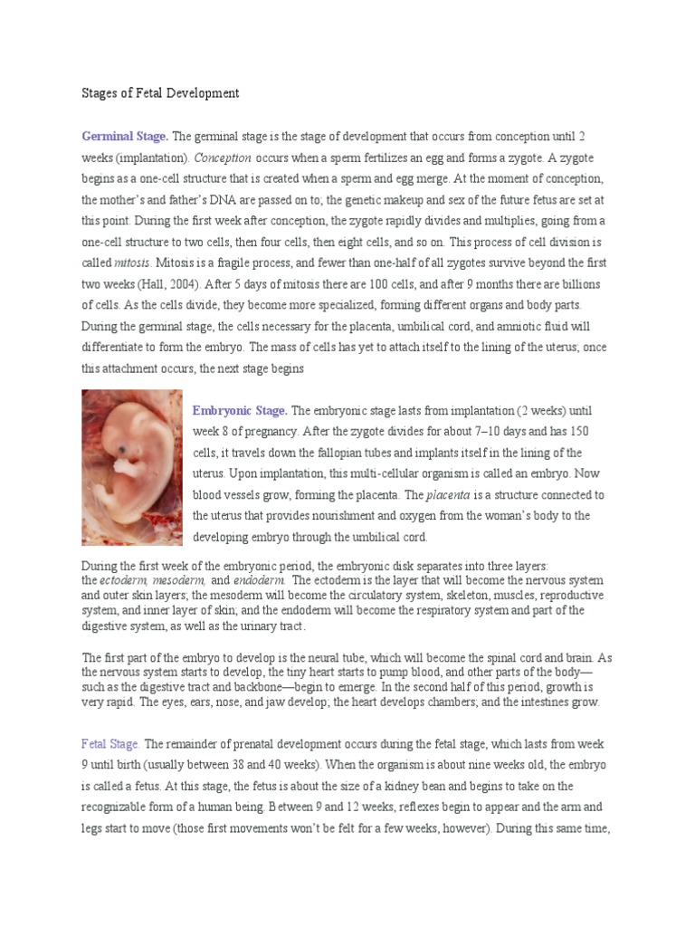 Stages of Fetal Development | PDF