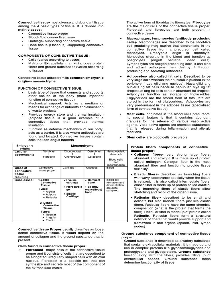 Connective Tissue Notes | Download Free PDF | Connective Tissue | Bone