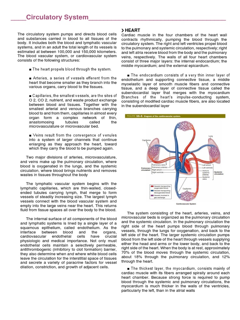 Circulatory System | PDF | Artery | Heart