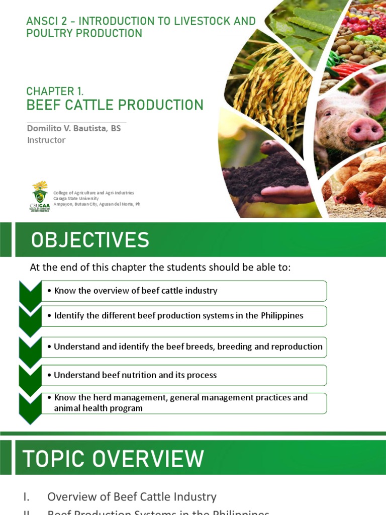Overview of The Beef Cattle Industry | PDF