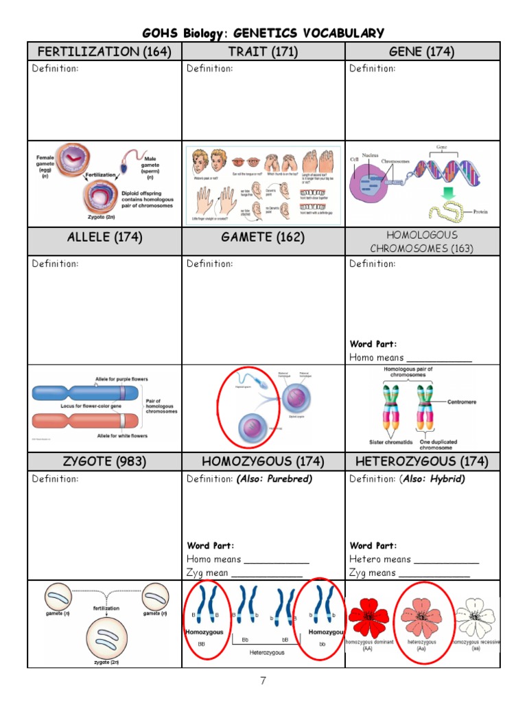 Genetics Vocab | PDF