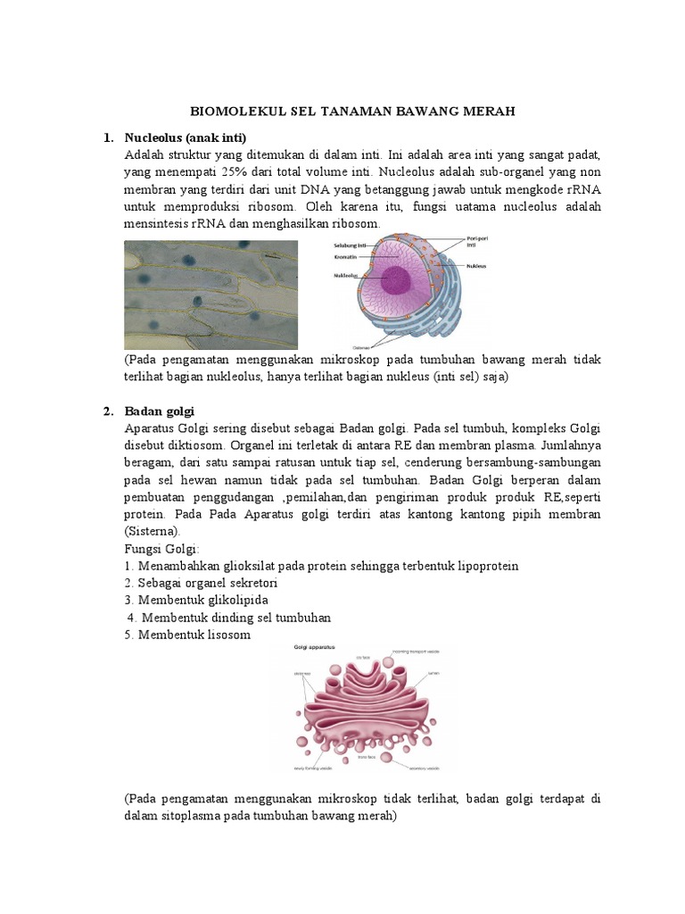Biomolekul Sel Hewan N Tumbuhan | PDF