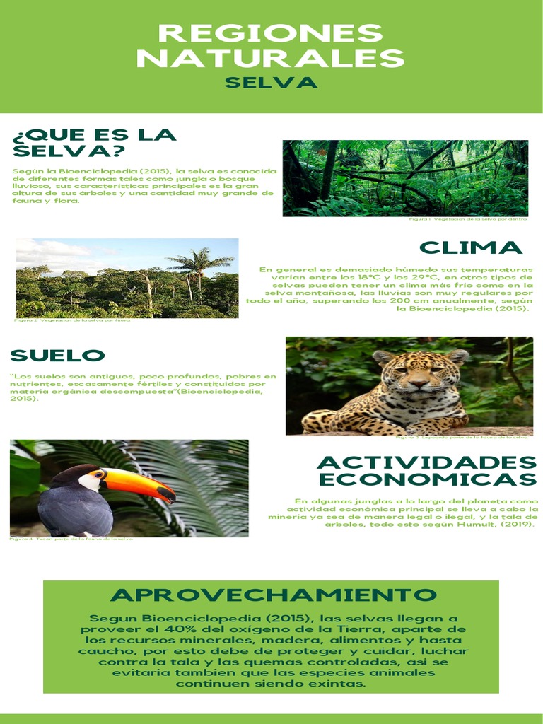 Infografias Regiones Naturales | PDF | Selva | Los bosques