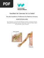 Miotomas - Definición y Pruebas - Kenhub | PDF | Codo | Neuroanatomía