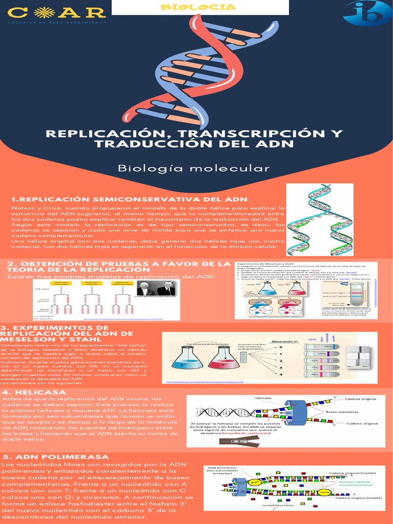 Infografia 2 - 7 REPLICACION, TRANSCRIPCION Y TRADUCCION DEL ADN | PDF | Rna | Codigo genetico