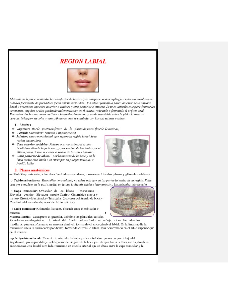 Region Labial | PDF | Tejido suave | Cara