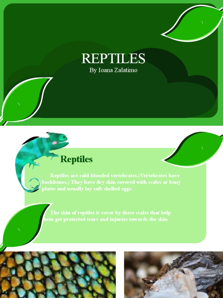 Reptiles | PDF