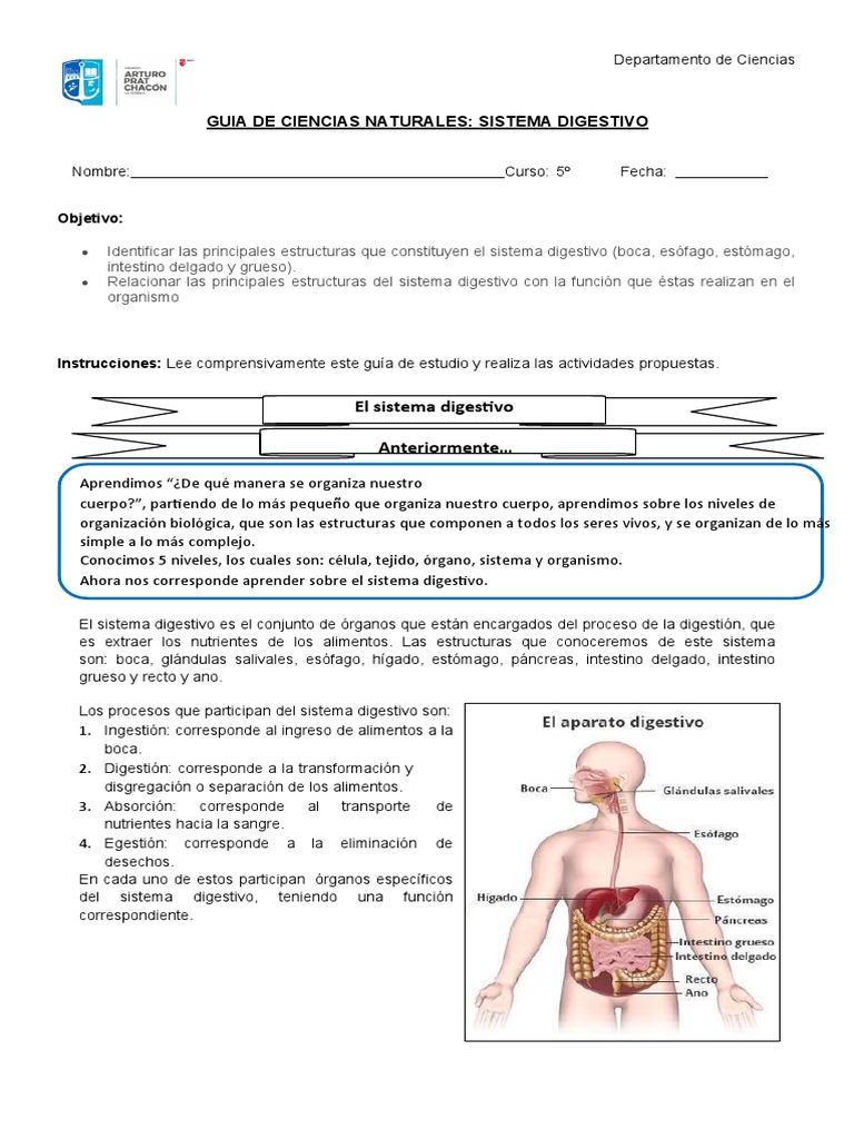 5° Básico Ciencias Naturales Guía 7 Valeria Bravo | PDF | Sistema ...