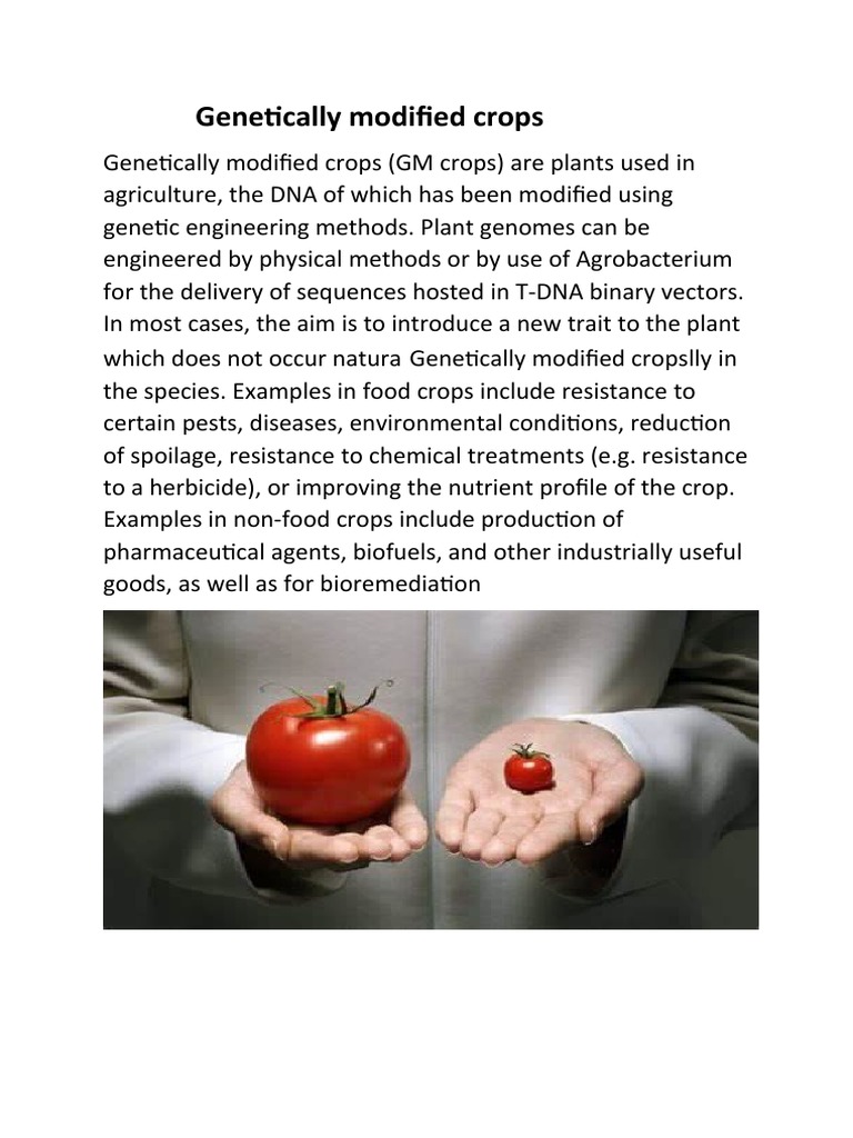 Genetically Modified Crops | PDF | Genetic Engineering | Genetically ... Genetically Modified Crops | PDF | Genetic Engineering | Genetically ...