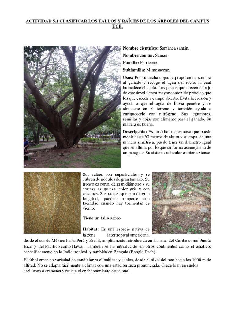 Actividad 5 | Descargar gratis PDF | Coco | Arecaceae