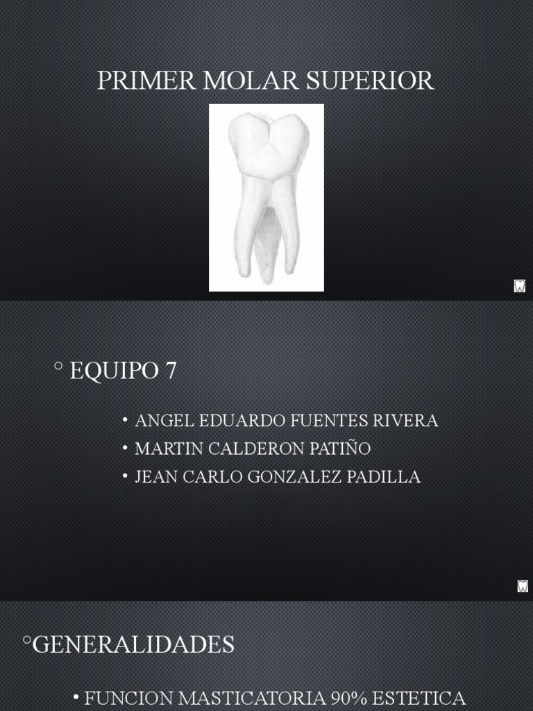 Anatomía del Primer Molar Superior | PDF
