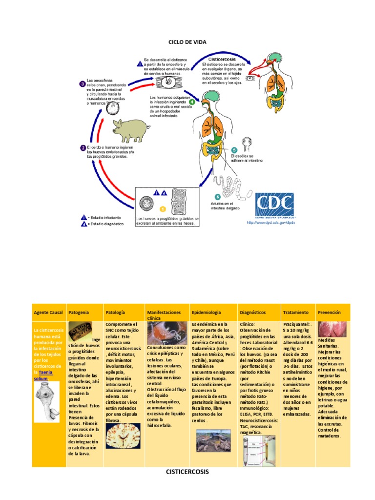 Ficha Tecnica Cisticercosis | PDF | Medicina CLINICA | Enfermedades y ...