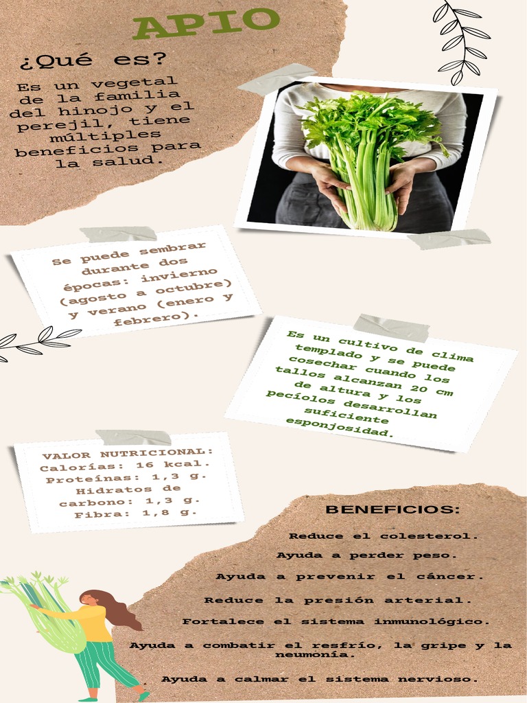 Infografía Apio | PDF | Enfermedades y trastornos | Medicina CLINICA