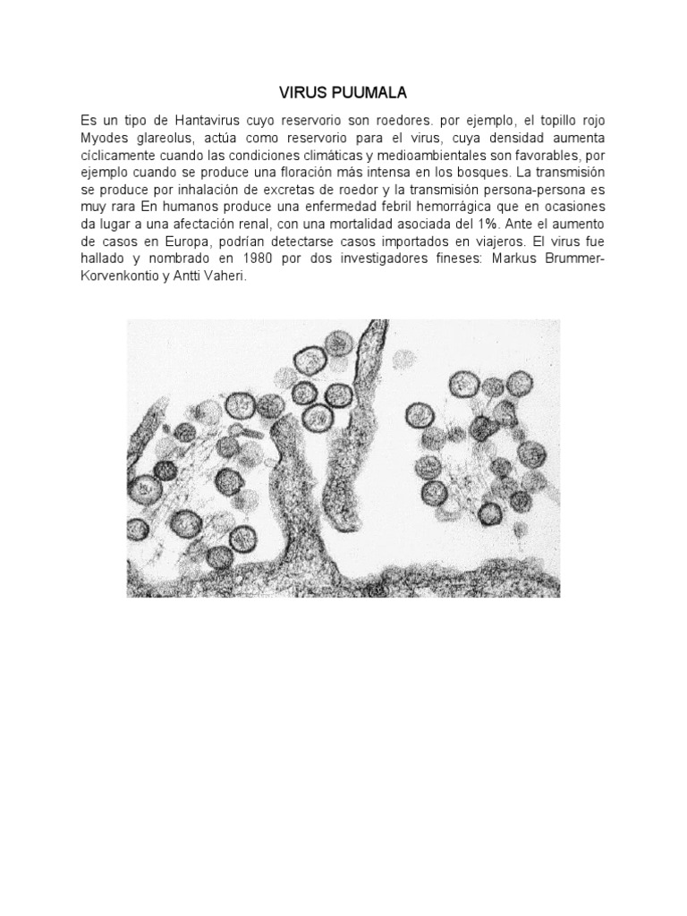 Virus Puumala | PDF