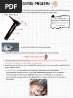 Otoscopia Normal | PDF | Oído | Anatomía