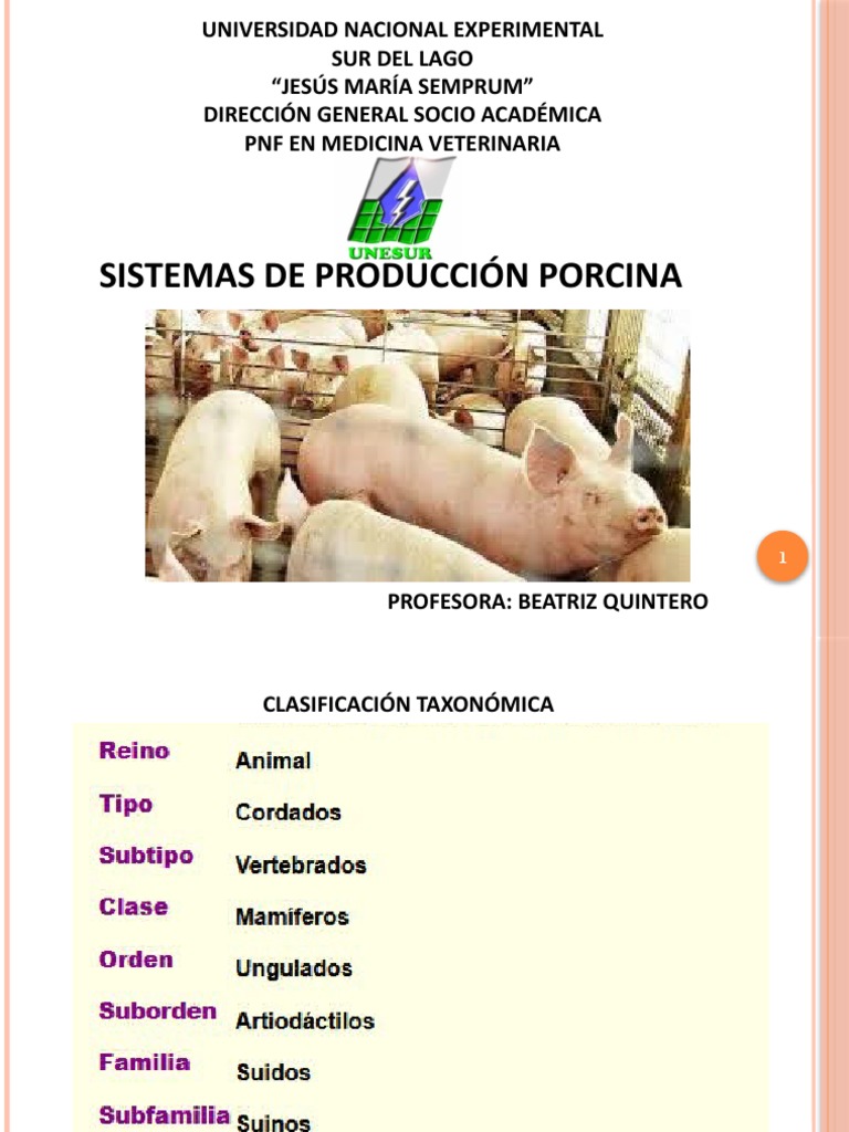 CLASE Sistemas de Produccion Porcina | PDF | Cerdo | Carne