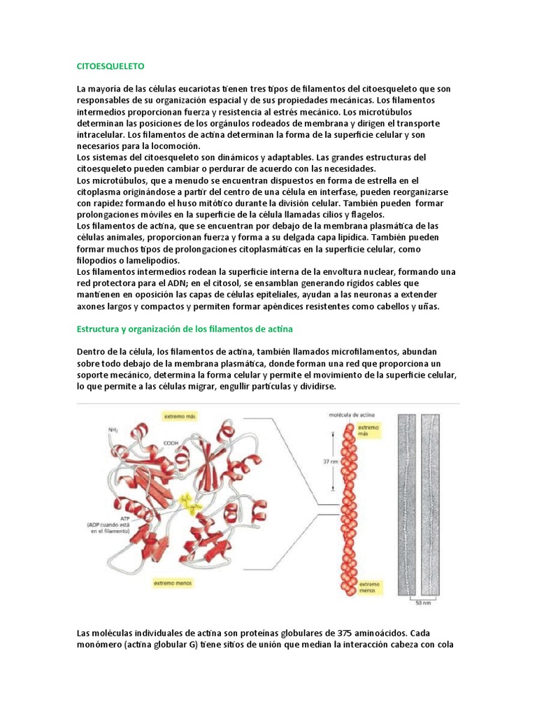 CITOESQUELETO | PDF | Microtúbulos | Actina
