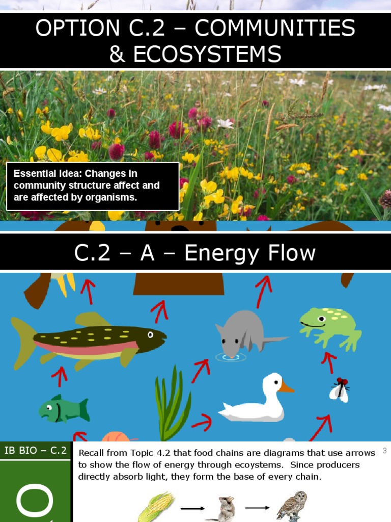 C.2 - Communities & Ecosystems PowerPoint | PDF | Food Web | Primary ...